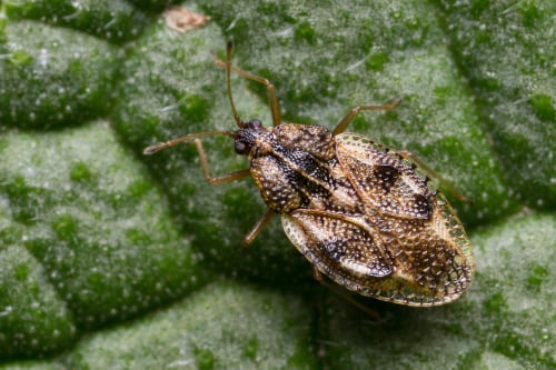 Common Pests in Western North Carolina | Landscaping Services